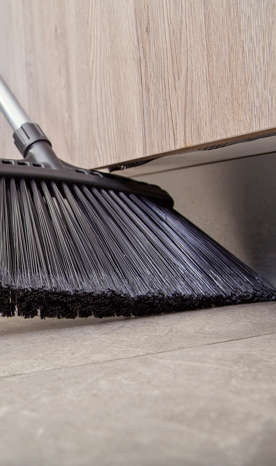 Giant Angle Broom – Reynera